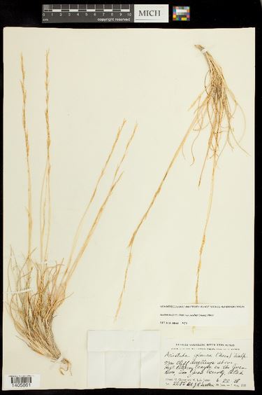 The Wild Ones – new writing in the Atavist Magazine – Melissa L. Sevigny